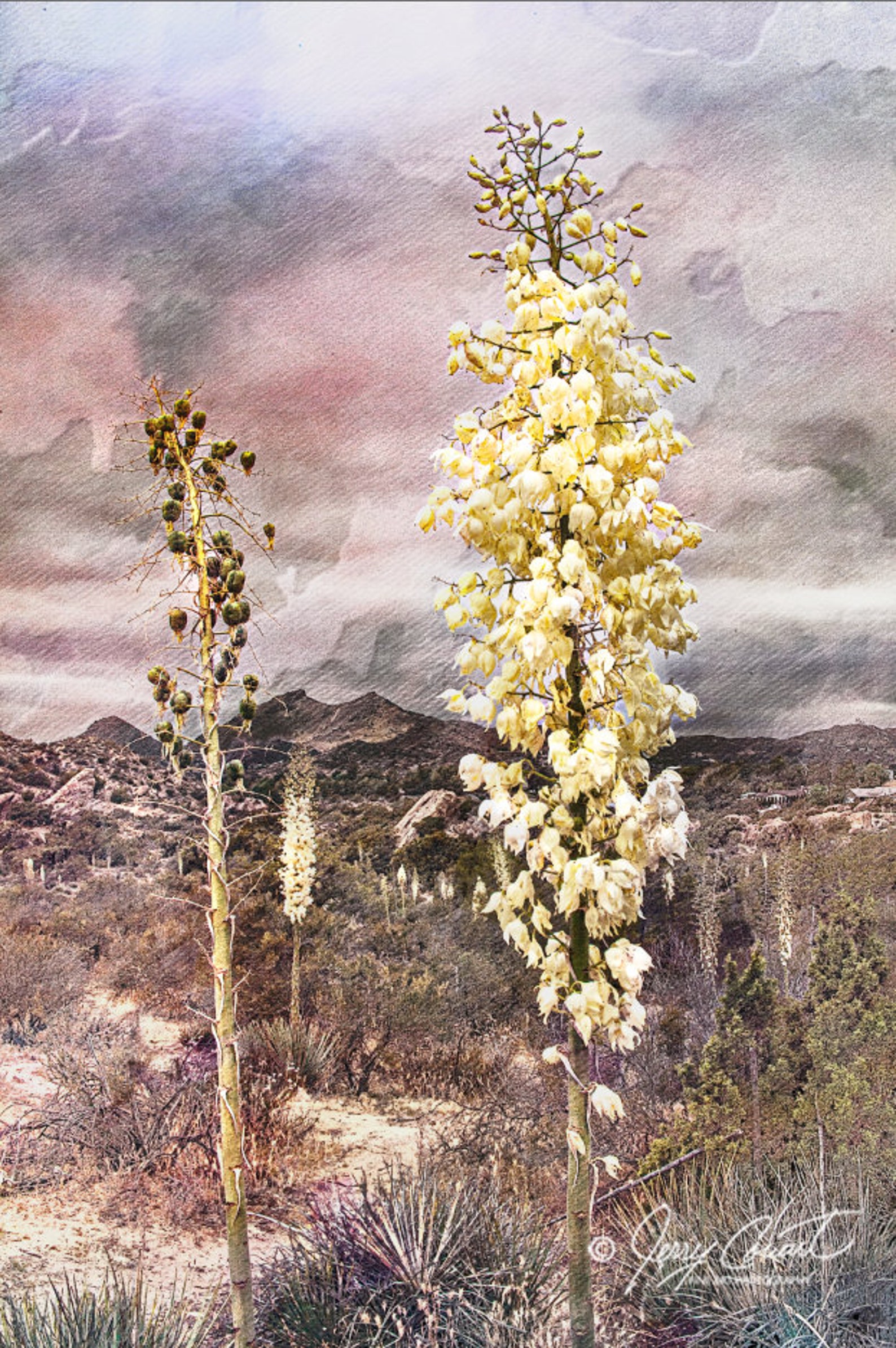 Desert Yucca Tree Pastel Colors Nature Landscape Fine Art Photography ...