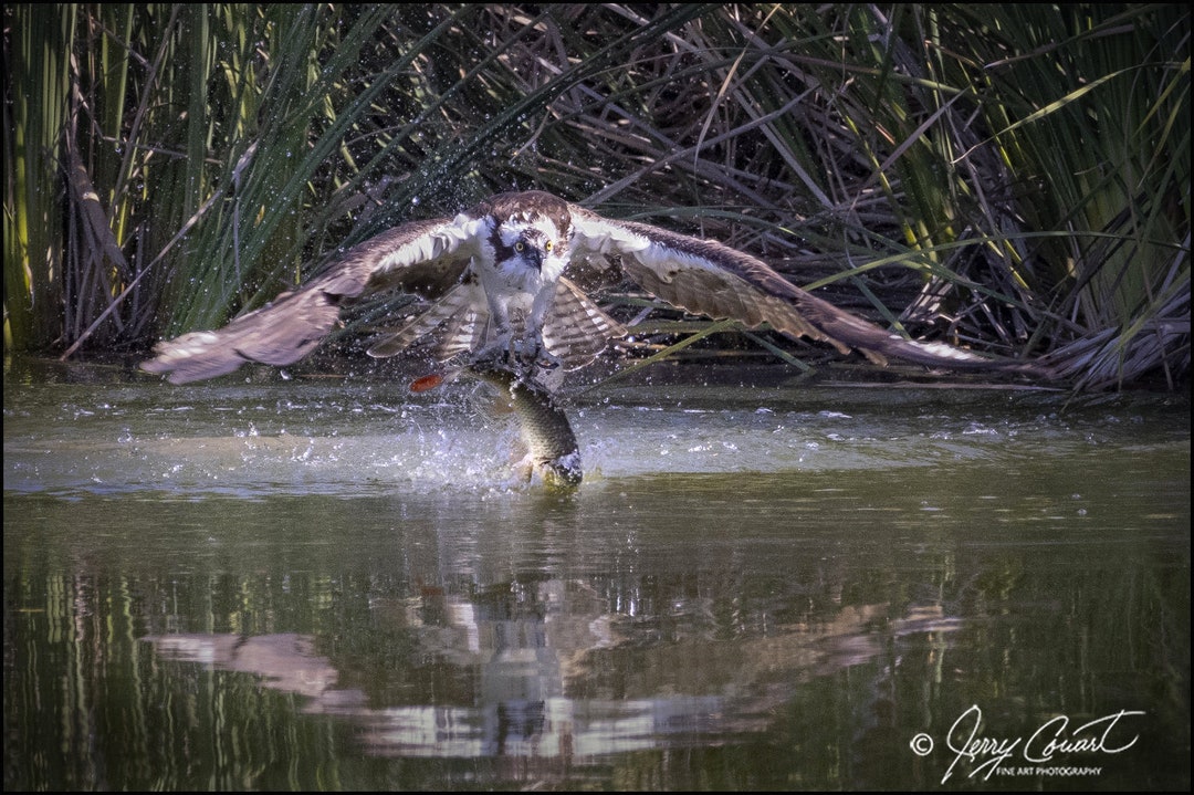 Osprey Bird Photography Prints, Hawk Bird Art Prints, Osprey Fish ...