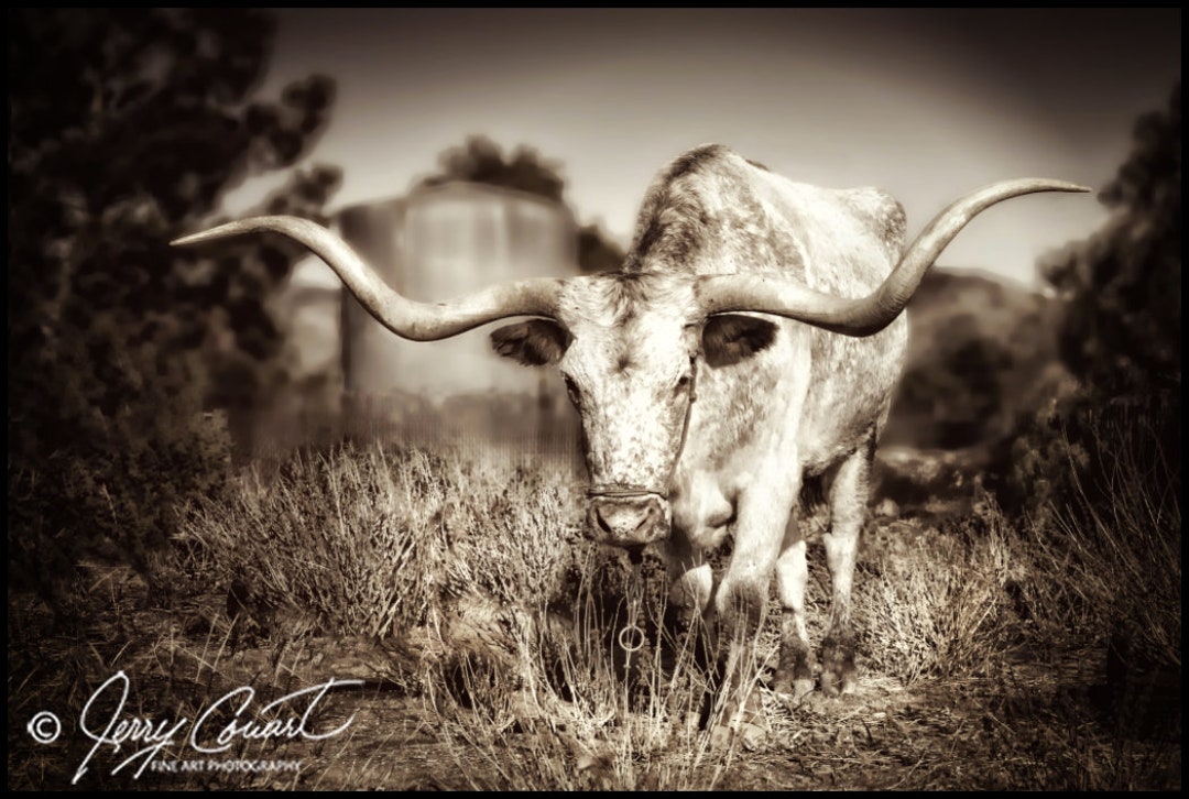 Texas Longhorn Art Prints, Cowboy Cattle Photo Art, Cattle Steer, Texas ...