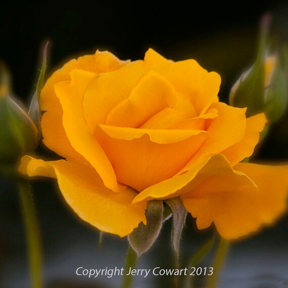Soft Yellow Rose 10x10 or 12x12 Fine Art Photography Print | Etsy