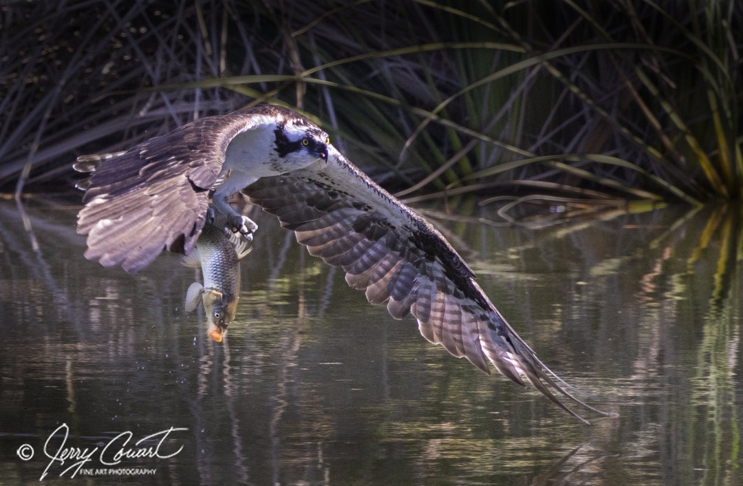 Ospre Bird Photography Prints, Hawk Bird Art Prints, Ospre Fish ...