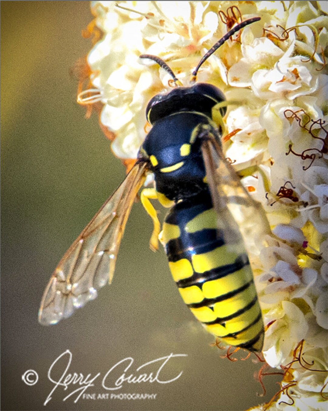Bee Wasp On Flower Fine Art Photography Print, Wasp Insect Bee On White ...