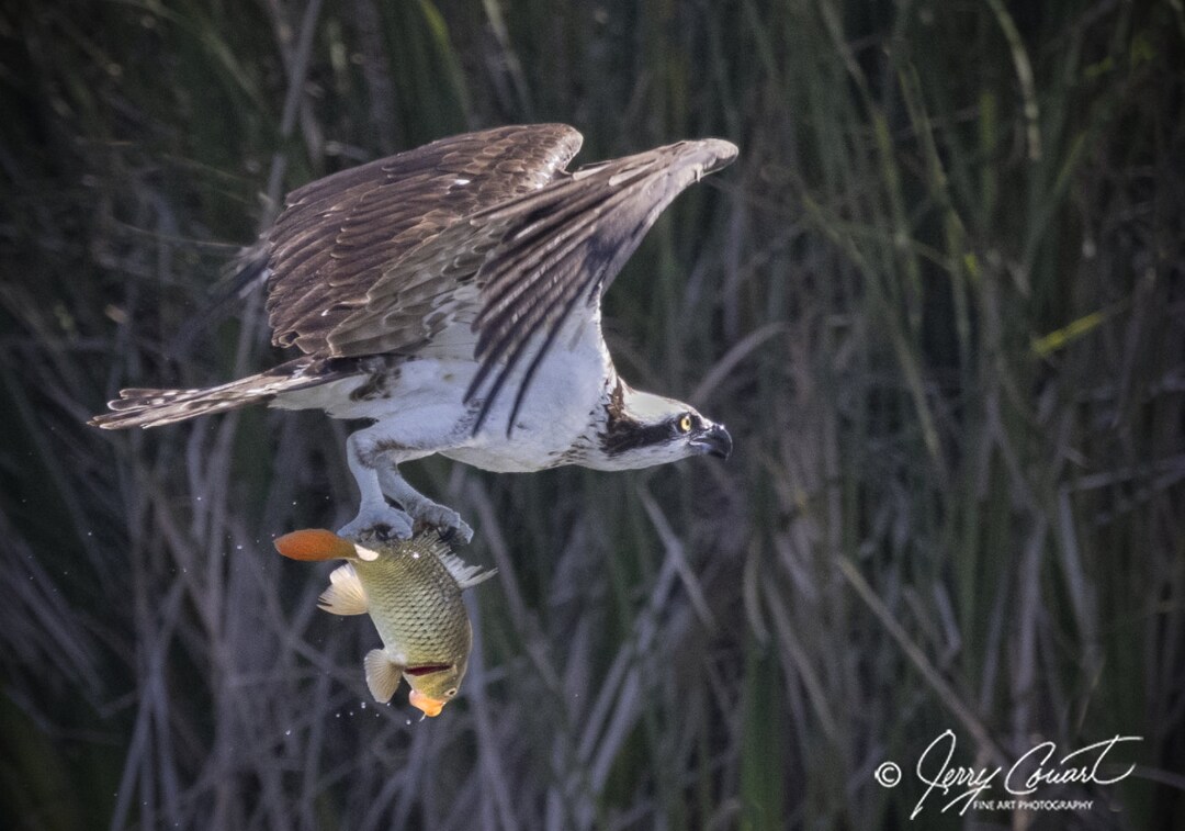 Hawk Ospre Bird Photography Prints, Hawk Bird Art Prints, Ospre Fish ...