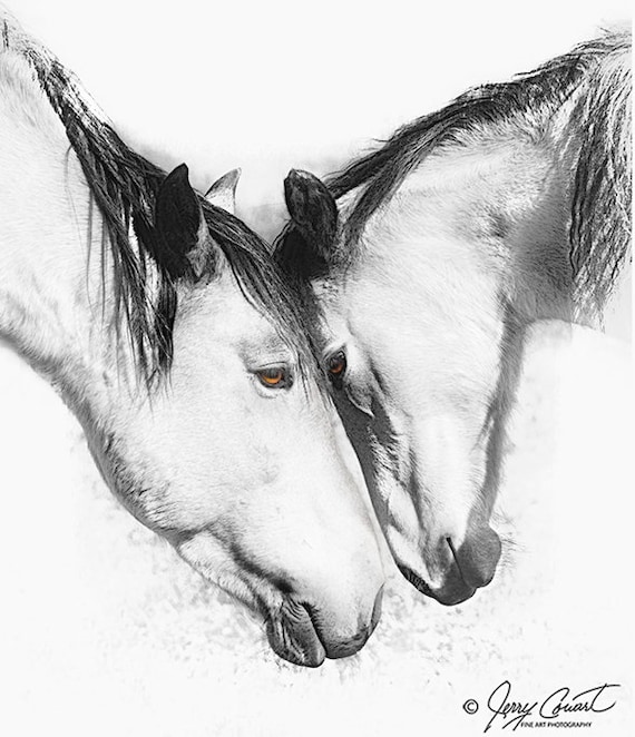Two Horses In Love Drawing