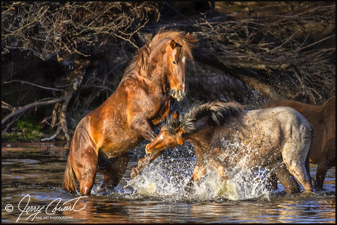 Wild Horses Fighting Photography Prints, Salt River Arizona Wild Horses ...