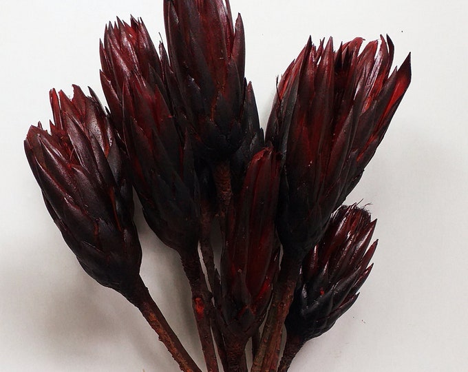 WHOLESALE 12 X Dried Mini Protea Repens RED BLACK - With Stem - Etsy