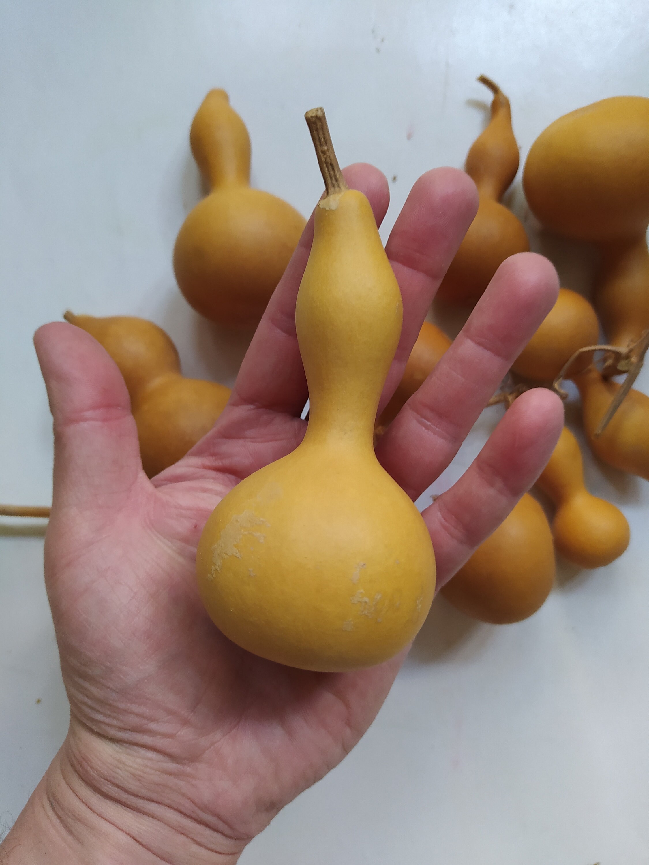 10 X Natural Mini Bottle Gourds Natural Color Fall - Etsy UK