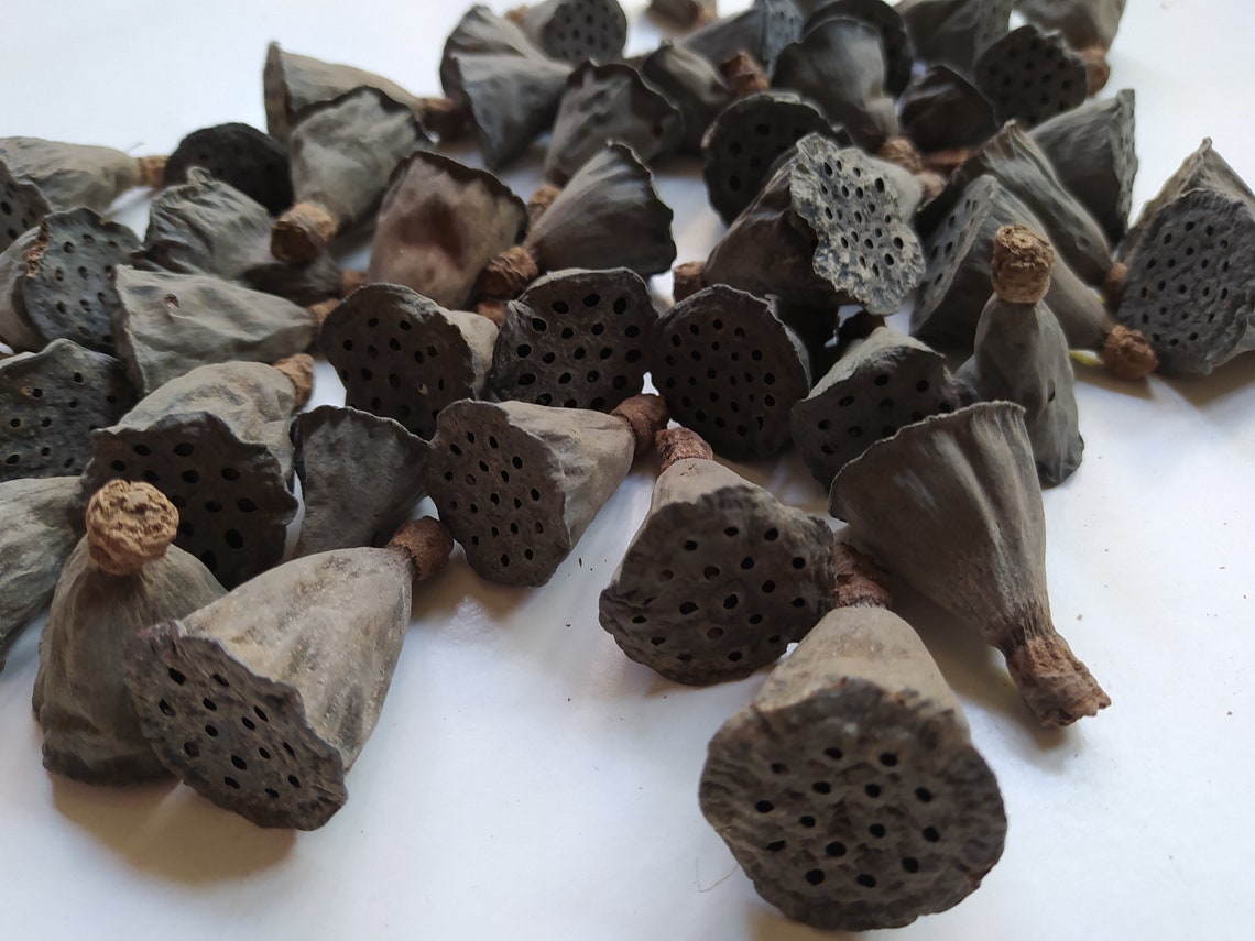 50 X Dried MINI Lotus Pods Natural Color Dried Lotus Pods - Etsy