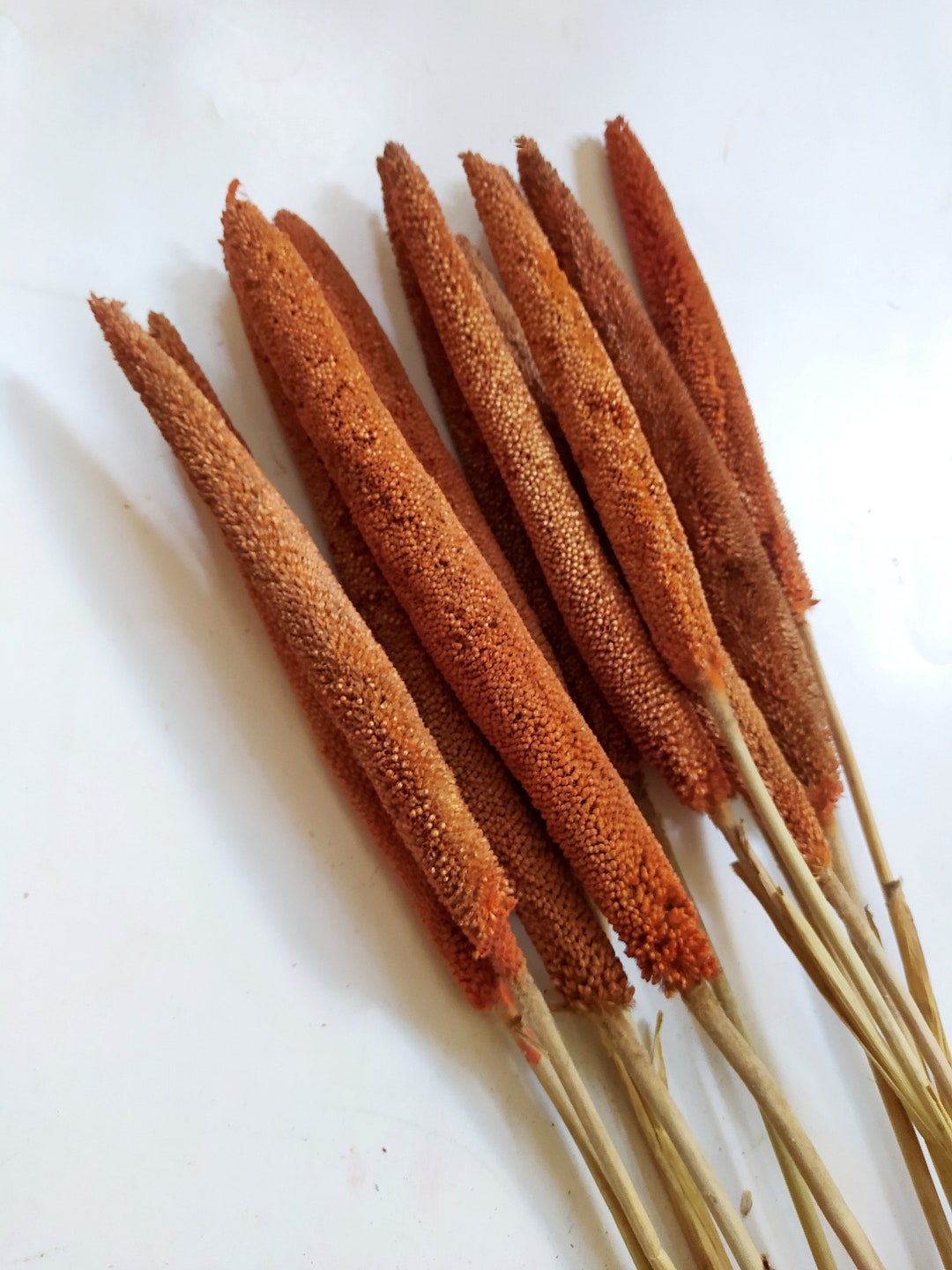 10 X Dried Terracotta Babala Stems - Home Decoration - Rustic Bouquets ...