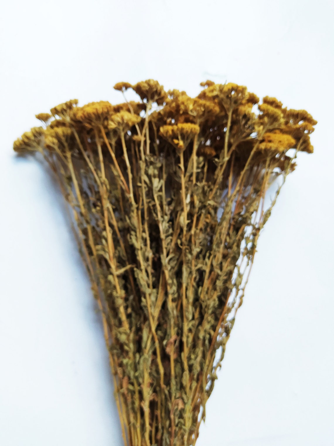 Dried MINI Yarrow Stems Bunch Natural Color Florist Supplies - Etsy