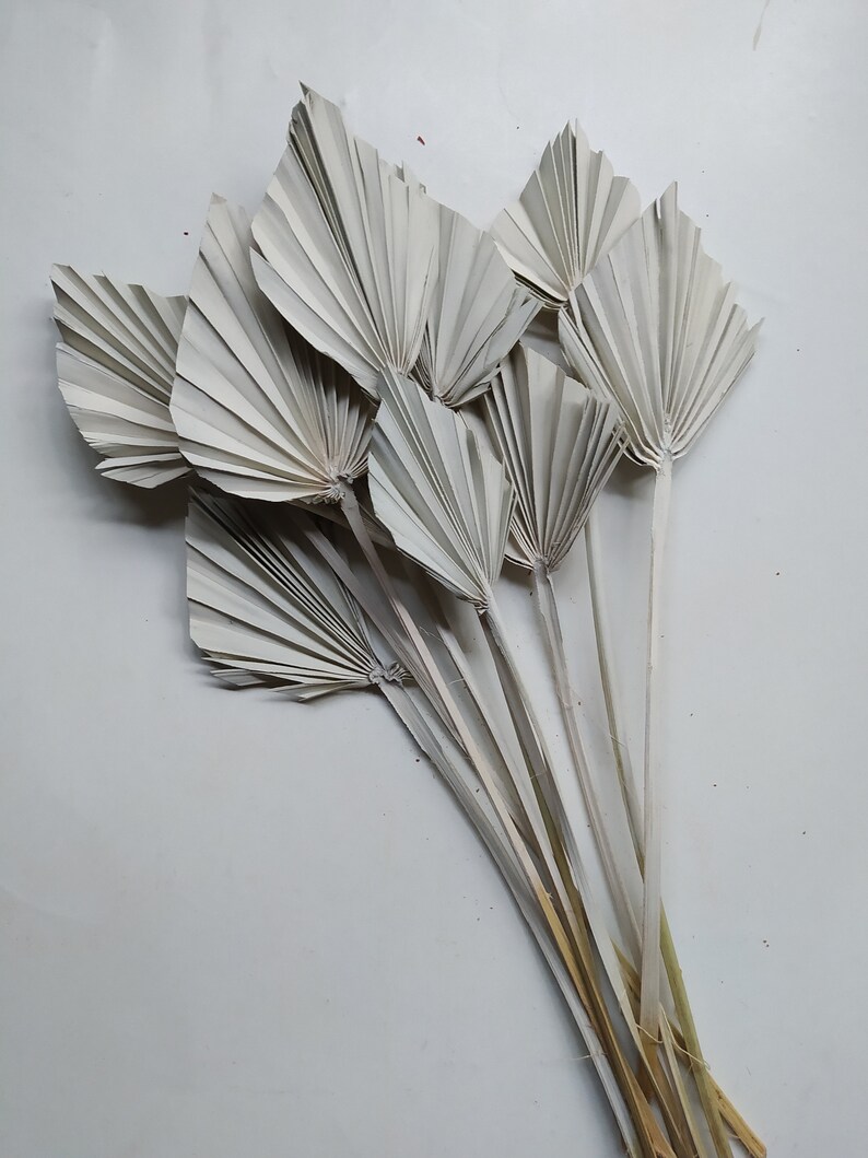 10 X Dried White Cream Palm Spear MINI Exotic Decoration | Etsy