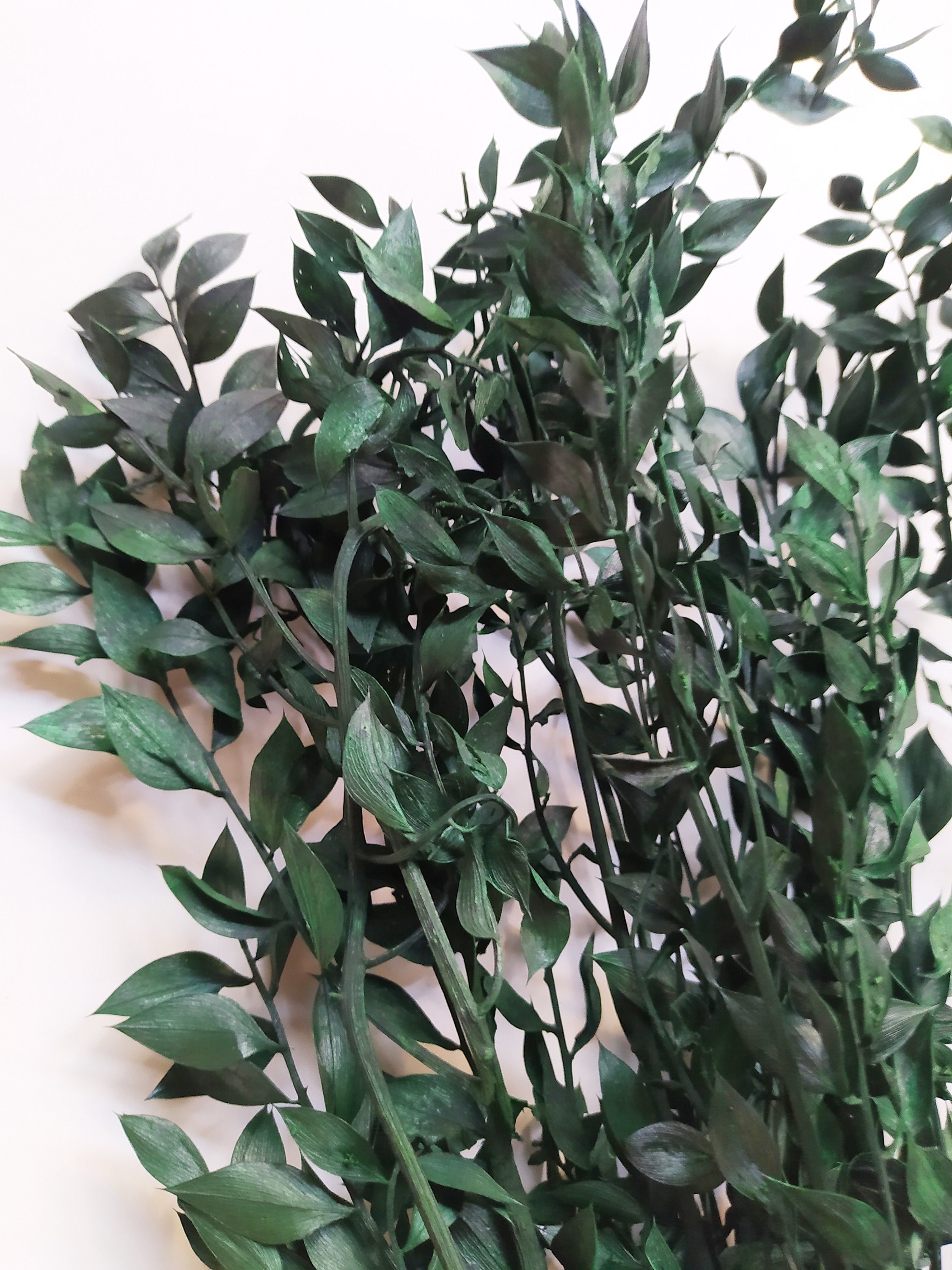 FANTASTIC Preserved GREEN Italian Ruscus Bunch Color - Etsy Hong Kong