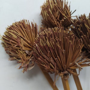 Dried Open Natural Papyrus Brush Bunch - Wedding Decoration - Rustic ...