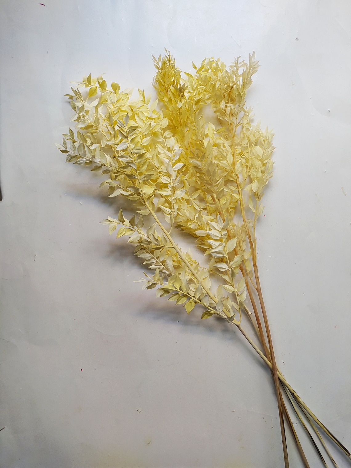 FANTASTIC Preserved YELLOW Italian Ruscus Bunch Wedding | Etsy