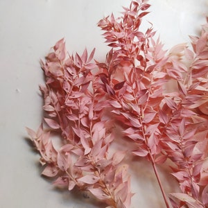 FANTASTIC! Preserved PINK Italian Ruscus Bunch - Wedding Decoration ...