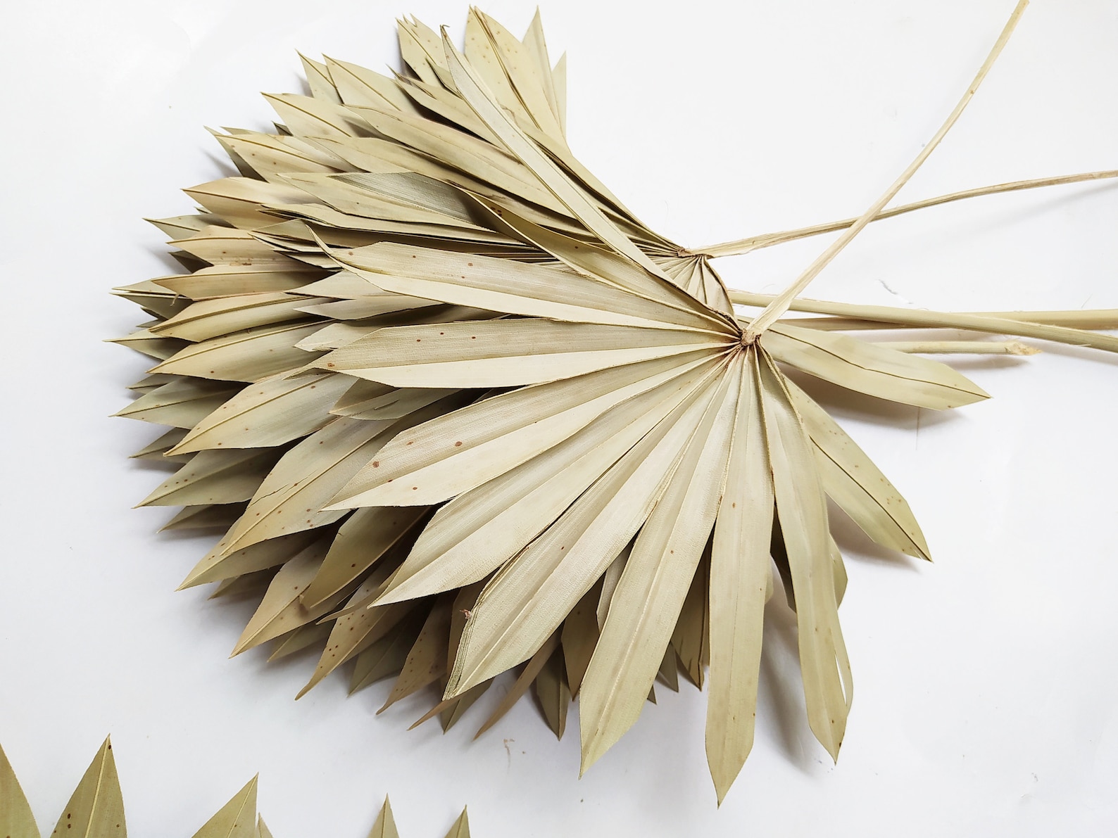 5 X Dried Palm Sun Spear Natural - Exotic Decoration - Fall Decoration ...
