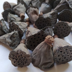 50 X Dried MINI Lotus Pods Natural Color - Dried Lotus Pods - Natural ...