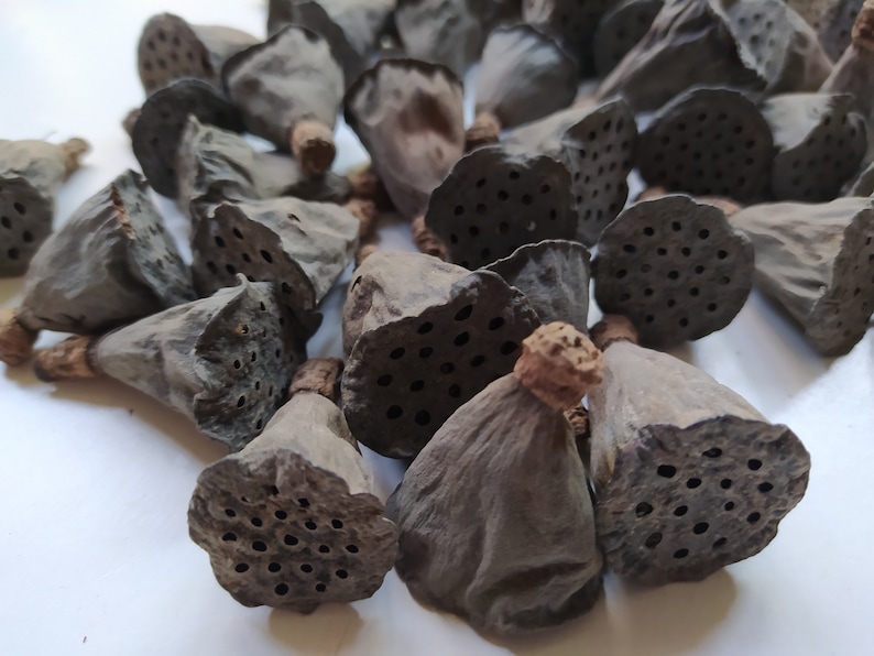 50 X Dried MINI Lotus Pods Natural Color Dried Lotus Pods - Etsy