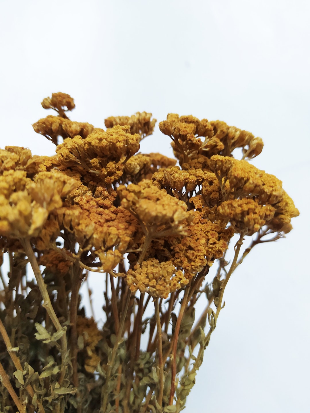 Dried MINI Yarrow Stems Bunch Natural Color - Florist Supplies ...