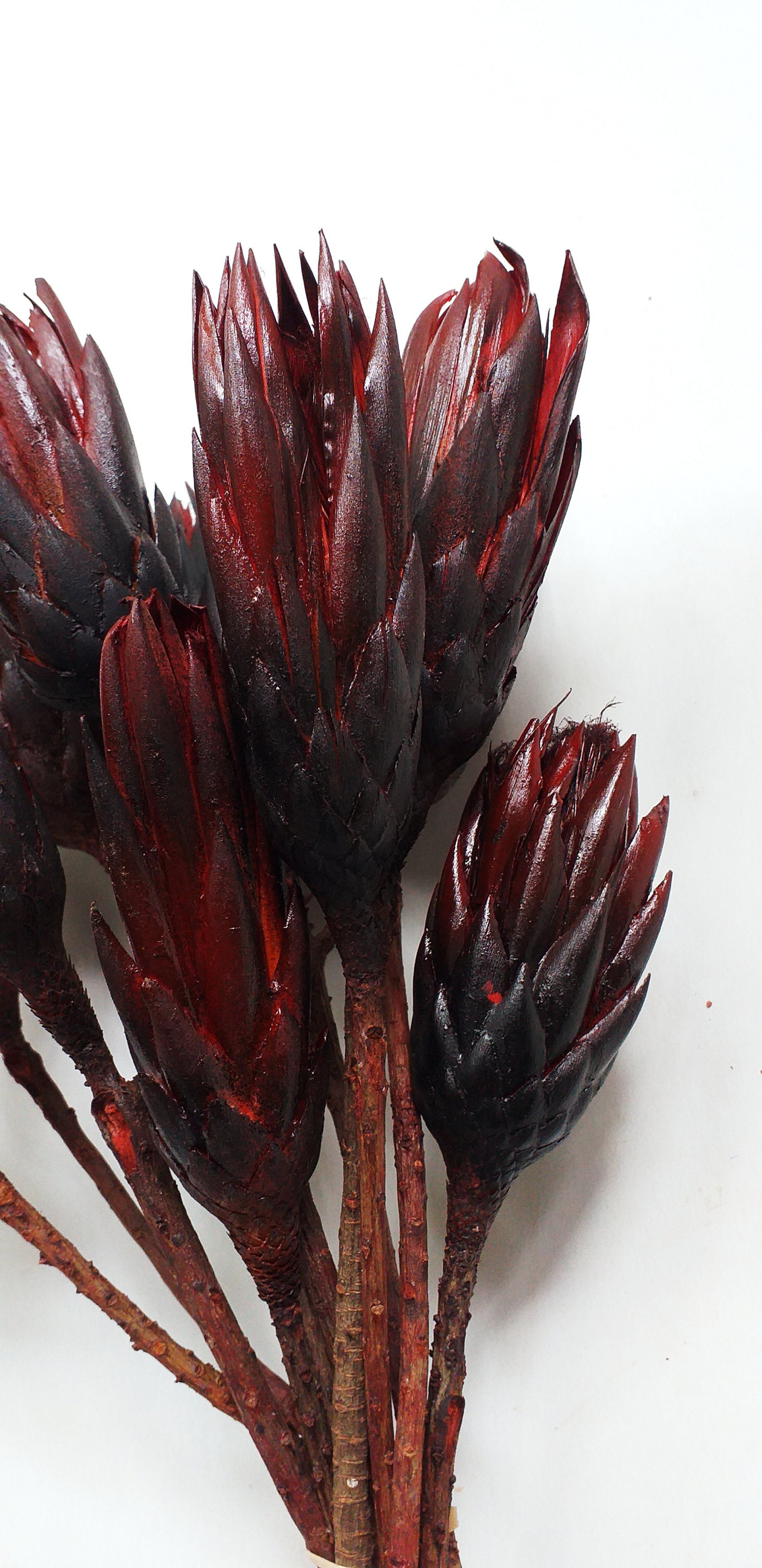 WHOLESALE 12 X Dried Mini Protea Repens RED BLACK With Stem | Etsy