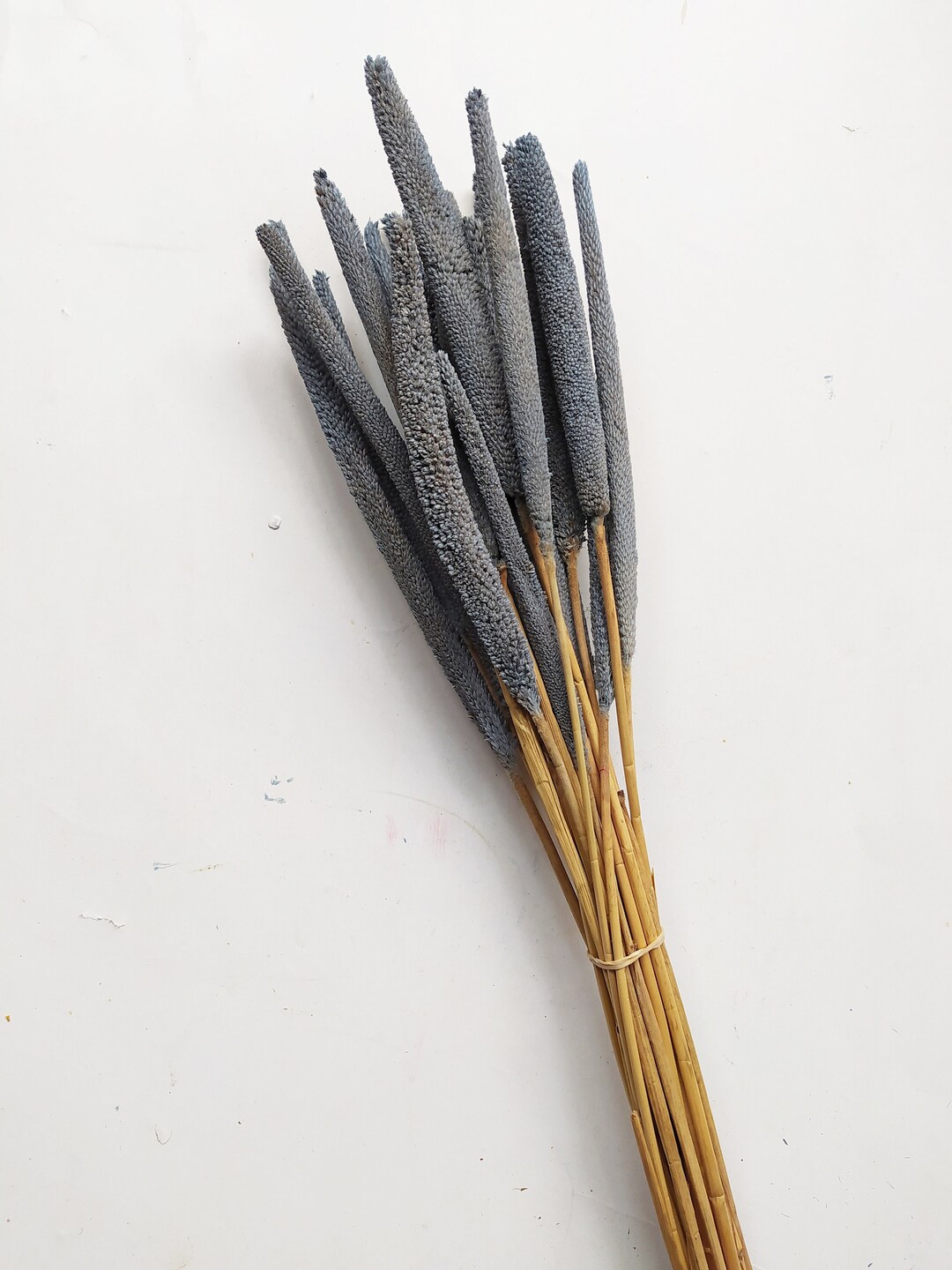 10 X Dried Duck Egg Blue Babala Stems - Home Decoration - Rustic ...