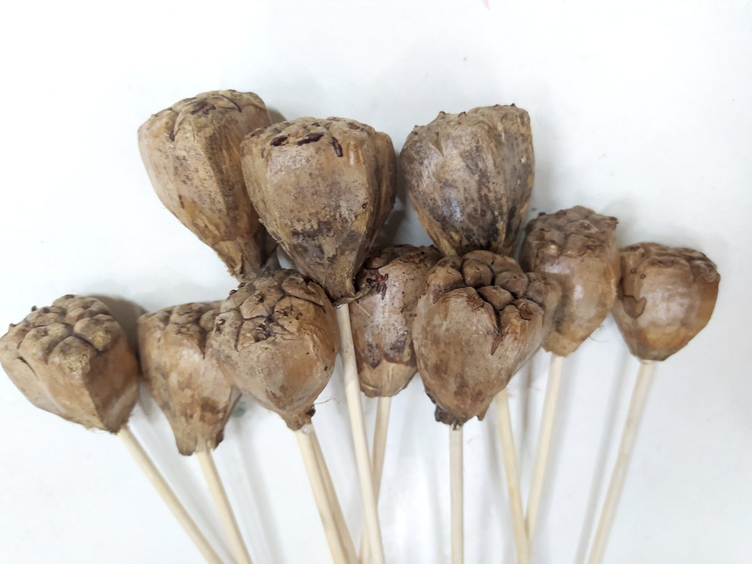 Dried Keya Pods Natural Color Stemmed - Dried Keya Pods - Natural Decor ...