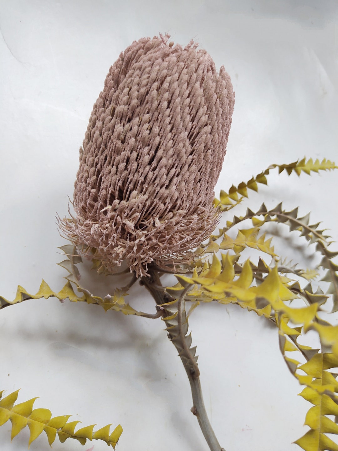 FANTASTIC Dried Dusty Pink Banksia Speciosa Stem Wedding Decoration ...