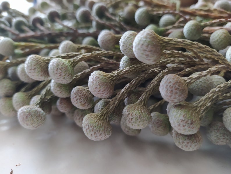 SPECTACULAR Dried SPRAY Silver Brunia Bunch Wedding | Etsy
