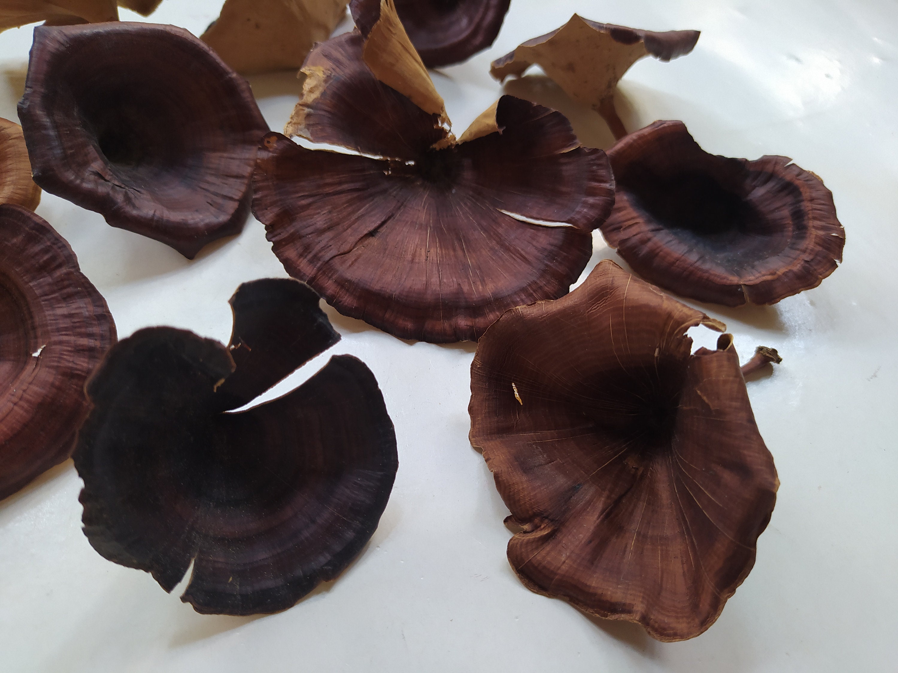 Dried Golden Teacher - Etsy