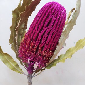 FANTASTIC Dried Hot Pink Banksia Menziesii Stem Coloured - Etsy
