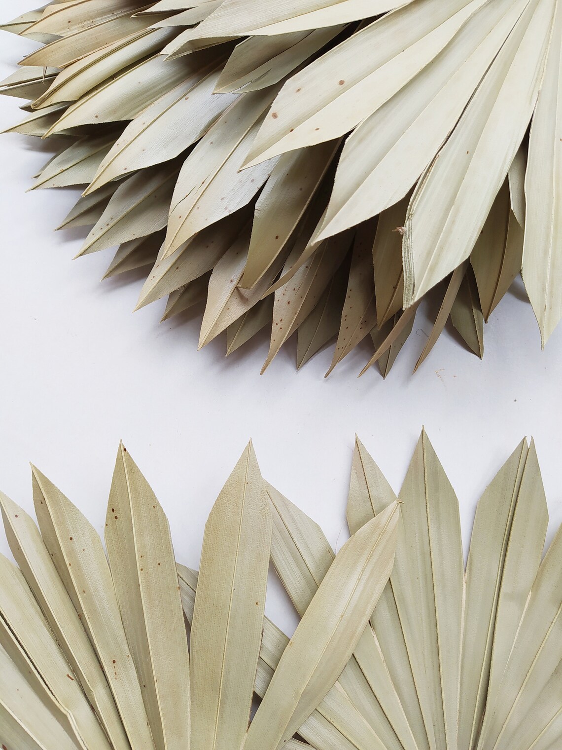5 X Dried Palm Sun Spear Natural - Exotic Decoration - Fall Decoration ...