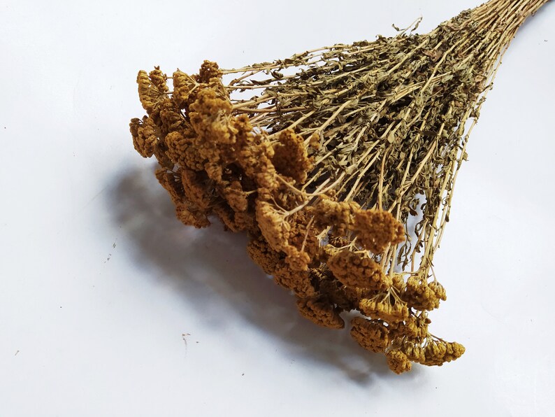 Dried MINI Yarrow Stems Bunch Natural Color Florist Supplies - Etsy