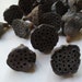 50 X Dried MINI Lotus Pods Natural Color Dried Lotus Pods - Etsy
