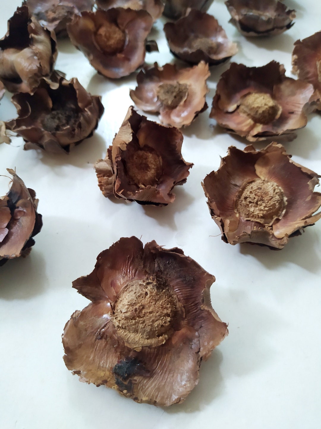 200g Dried Palm Caps - Natural Floral and Craft - Decoration - Etsy