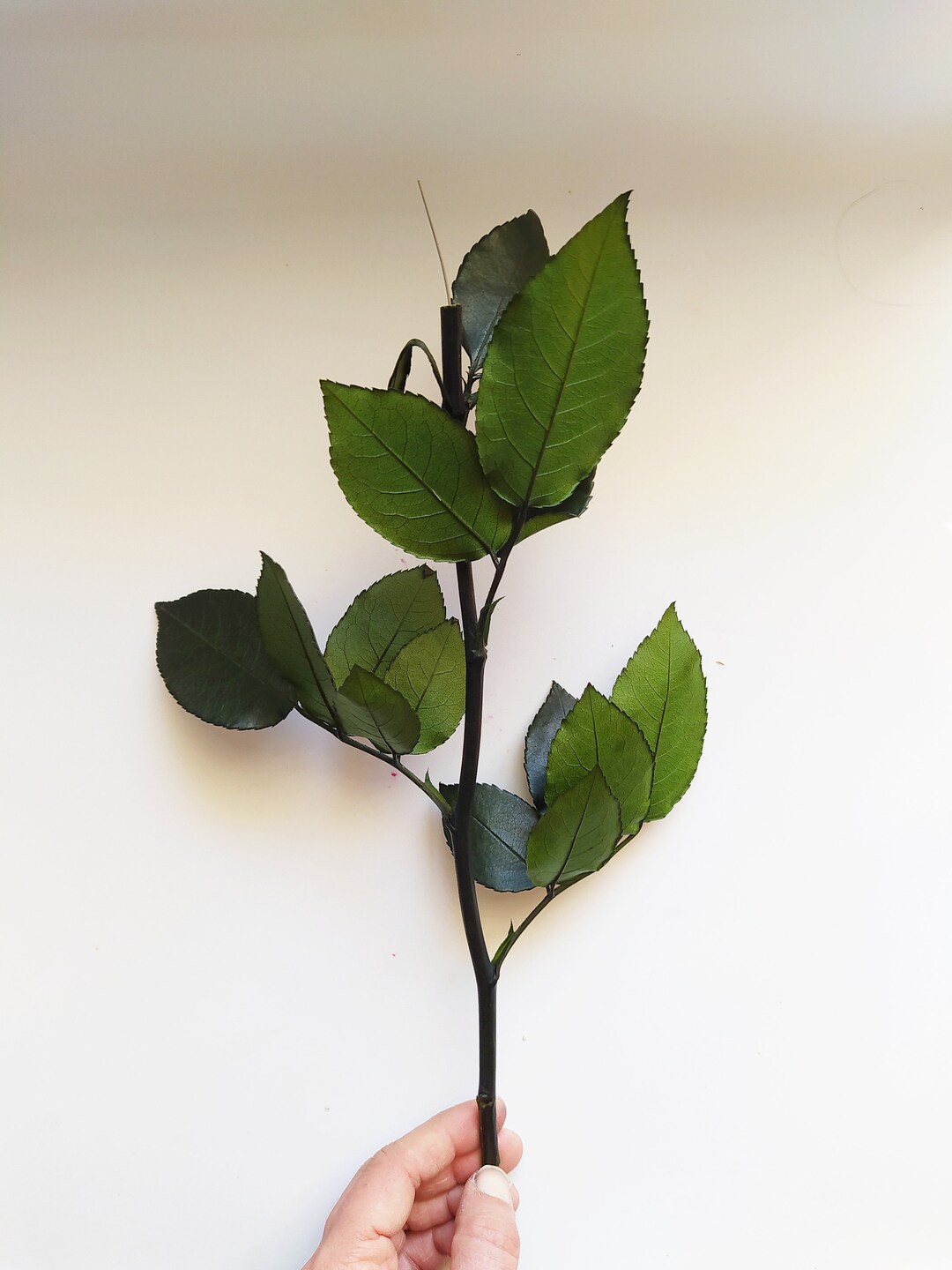 Preserved Rose Stem: Wedding Flower Supplies, Home Decor (35cm) - Etsy