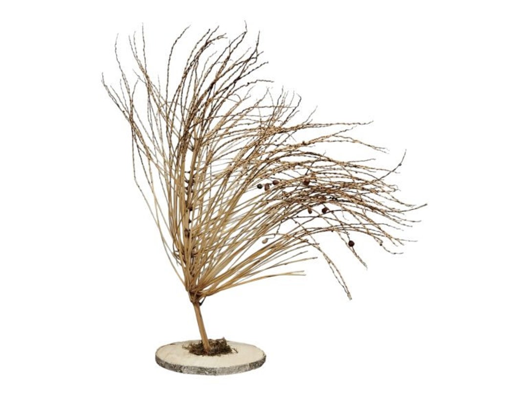 Dried Natural Date Palm Seed Shoot Tree Exotic Decoration Beach ...