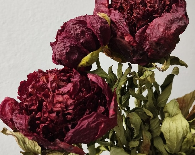 Dried Burgundy Peonies Flowers Bunch - Wedding Decoration - Rustic ...
