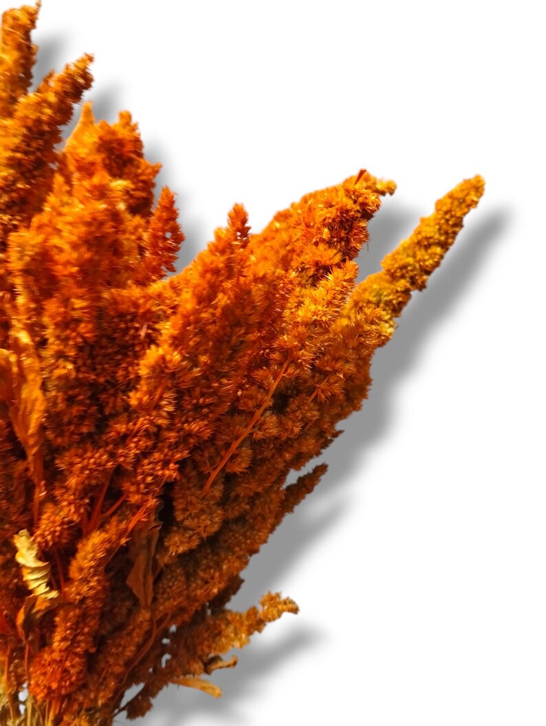 Dried Orange Amaranthus Bunch Color Enhanced - Wedding Decoration ...