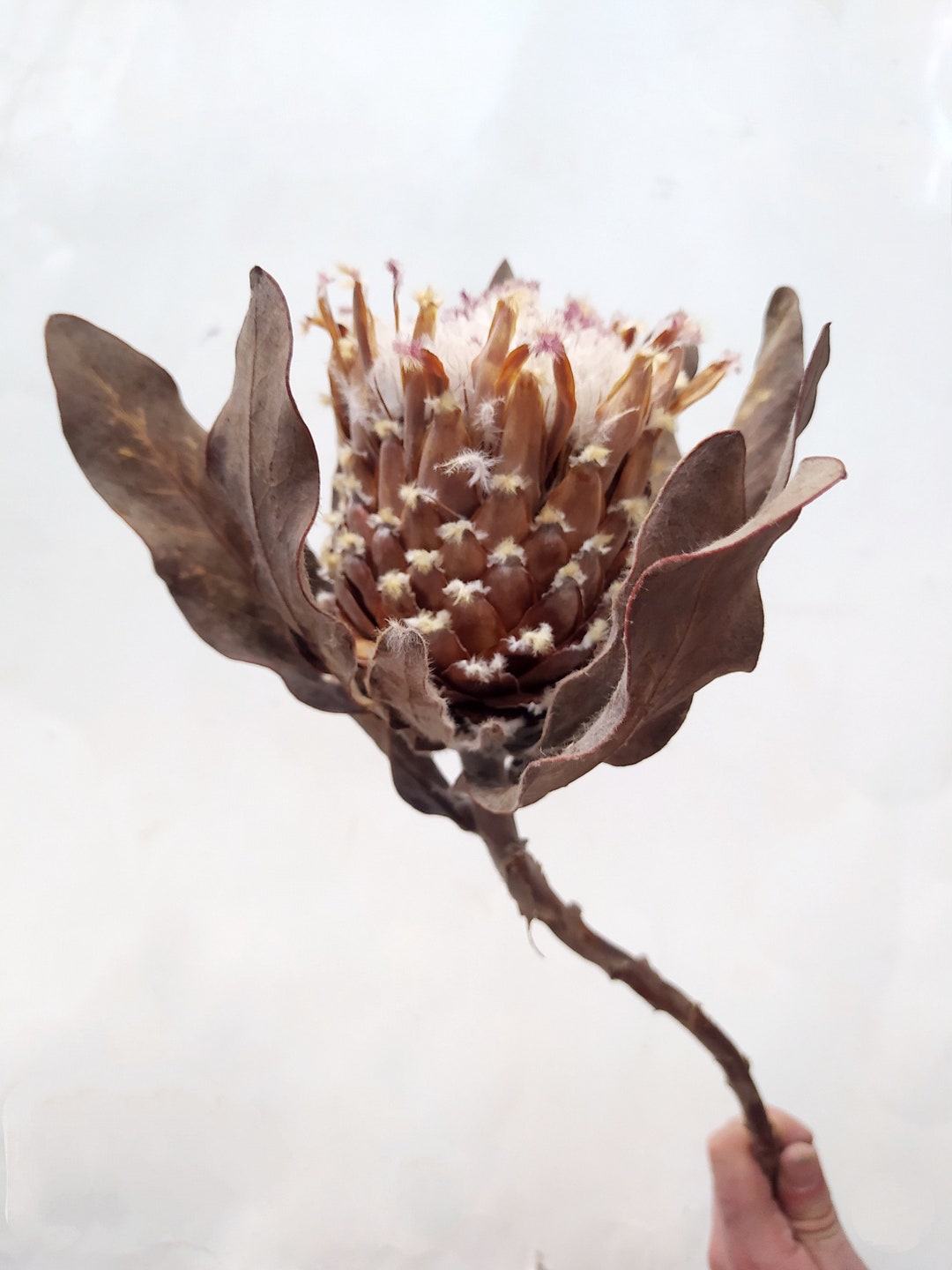 FANTASTIC Protea Barbigera Flower Stem Natural Wedding Decoration ...