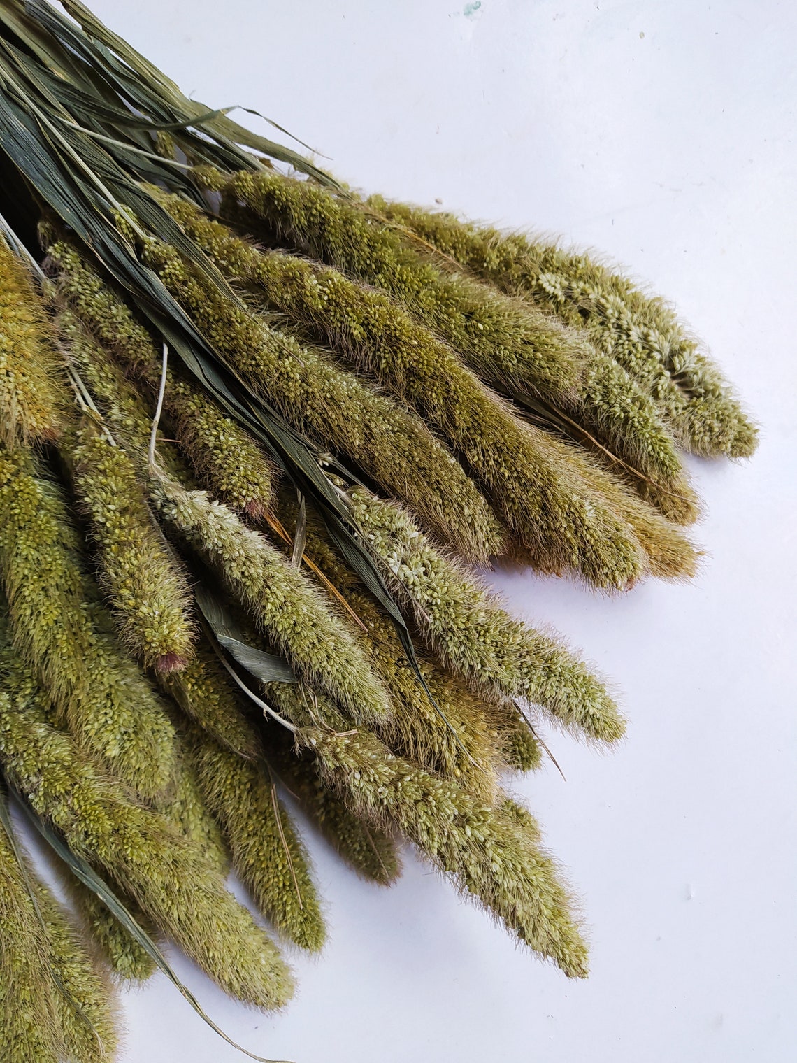 Dried Setaria Pendula Grass Natural Green Bunch Wedding | Etsy