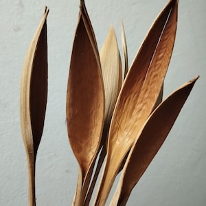 10 X Dried Palm Paddles Stemmed - Natural Color - Exotic Decoration ...