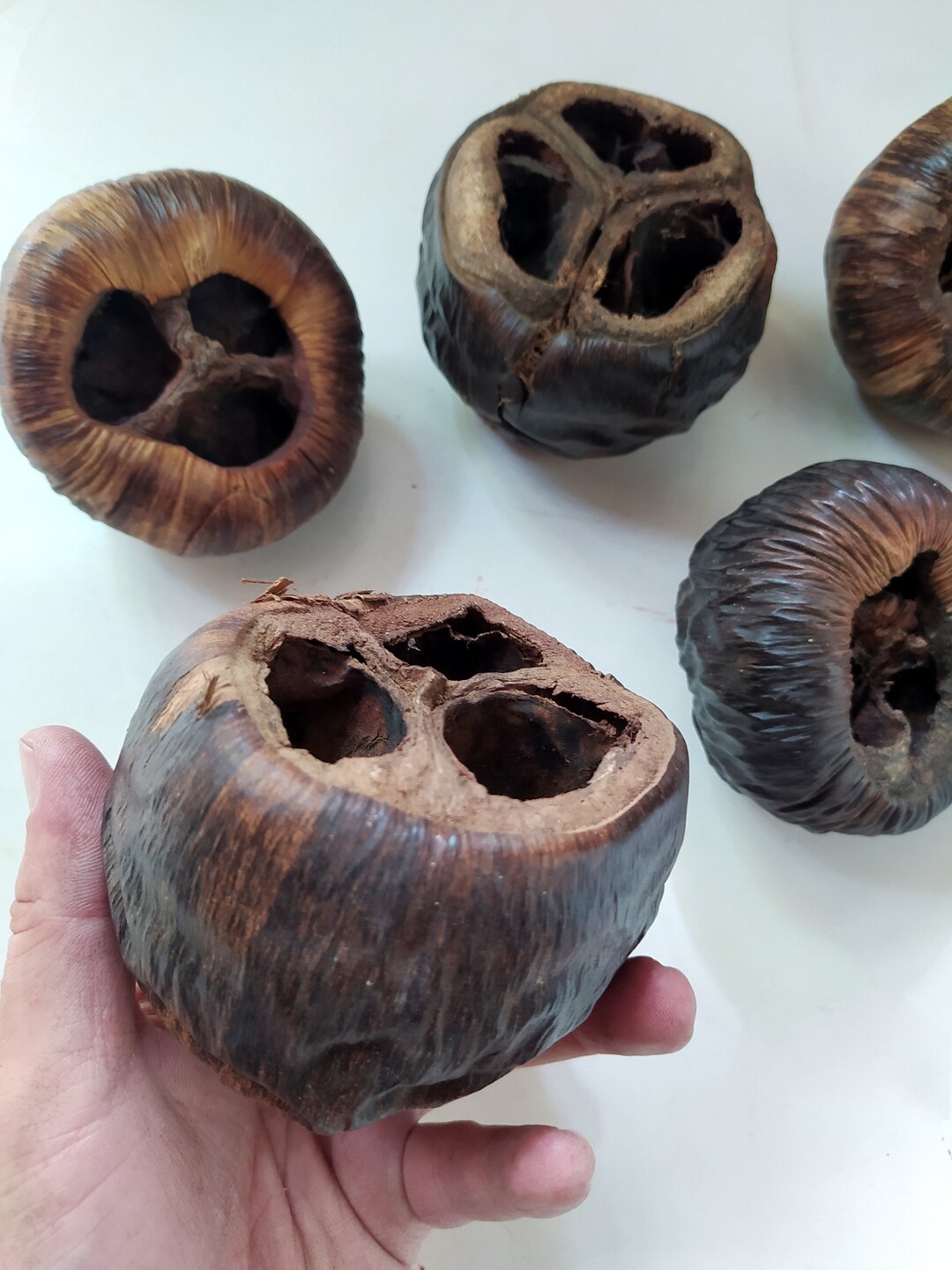 Dried Talami Pods Florist Supplies Floral Material - Etsy