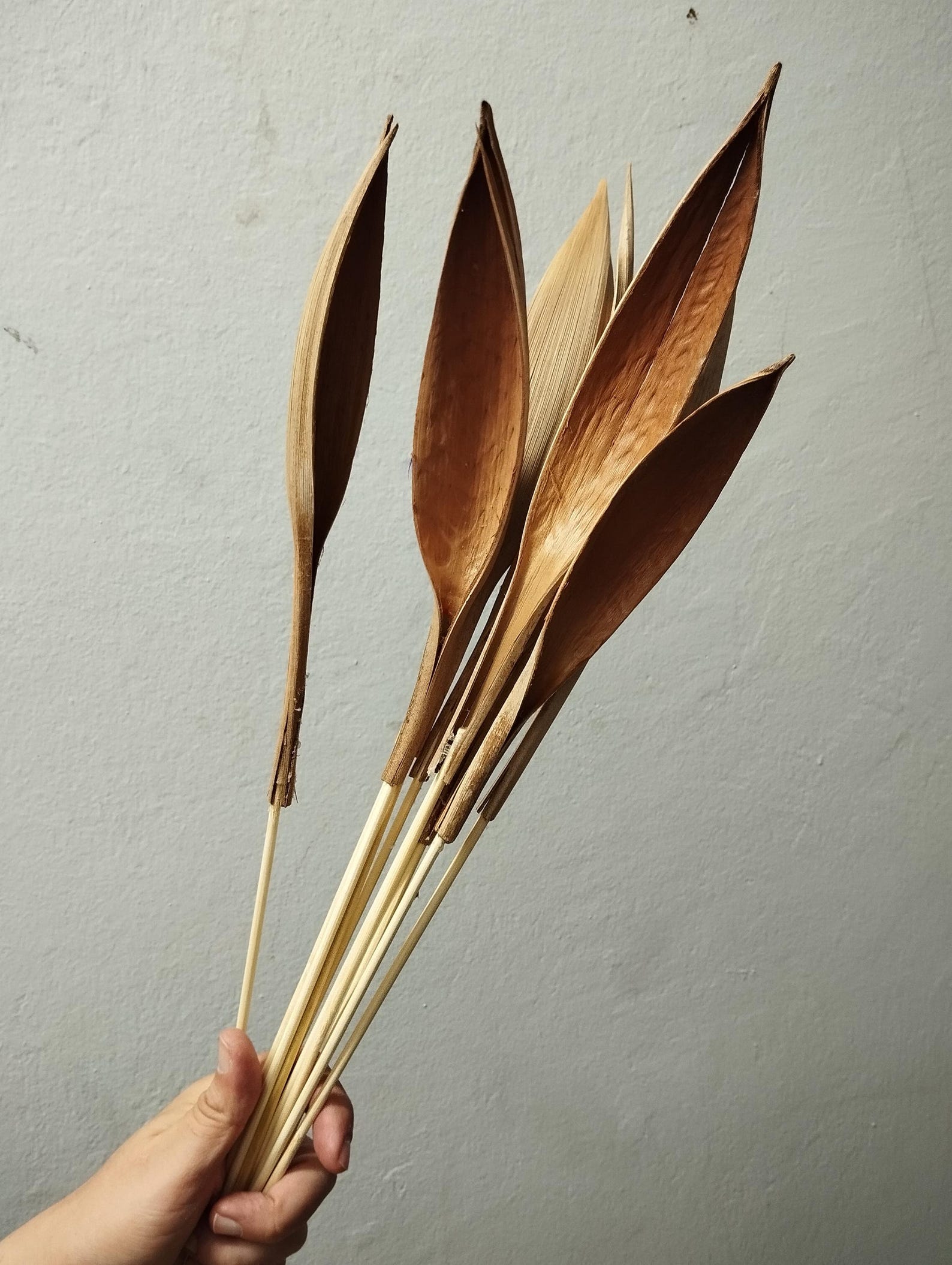 10 X Dried Palm Paddles Stemmed - Natural Color - Exotic Decoration ...