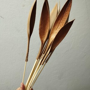 10 X Dried Palm Paddles Stemmed - Natural Color - Exotic Decoration ...