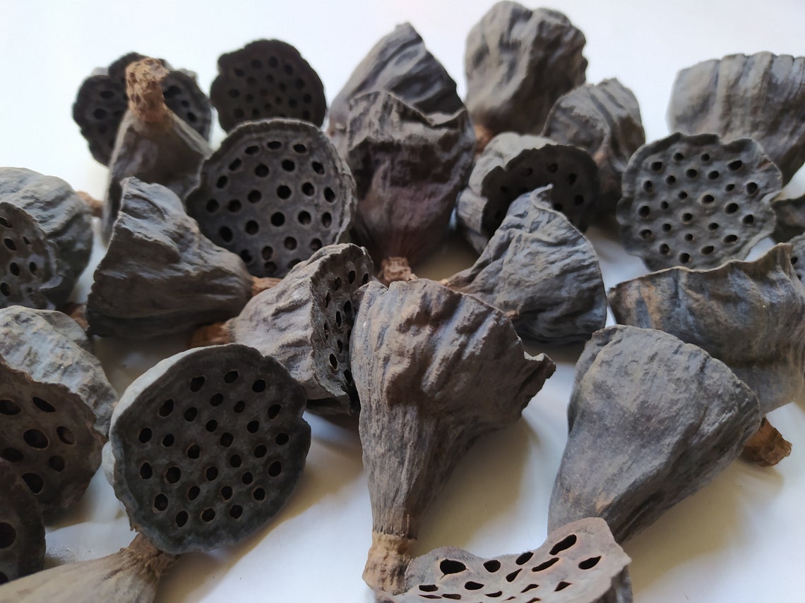 50 X Dried MINI Lotus Pods Natural Color Dried Lotus Pods - Etsy