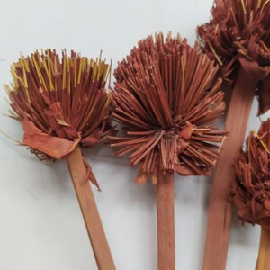 Dried Open Orange Papyrus Brush Bunch - Wedding Decoration - Rustic ...