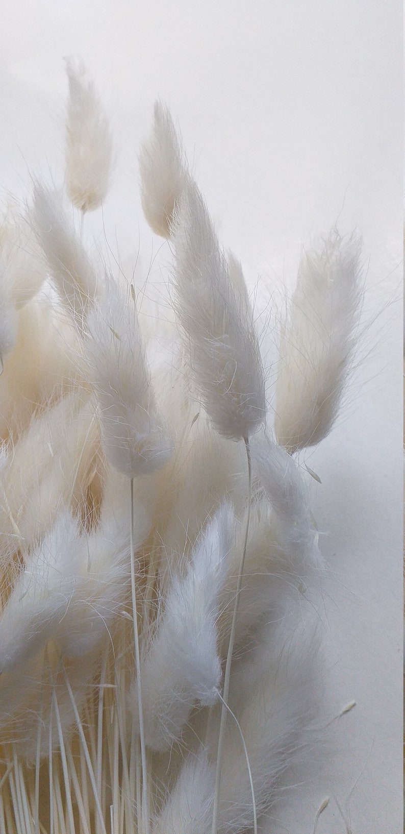 Dried Bleached Bunny Tail Grass Bunch Wedding Decoration - Etsy