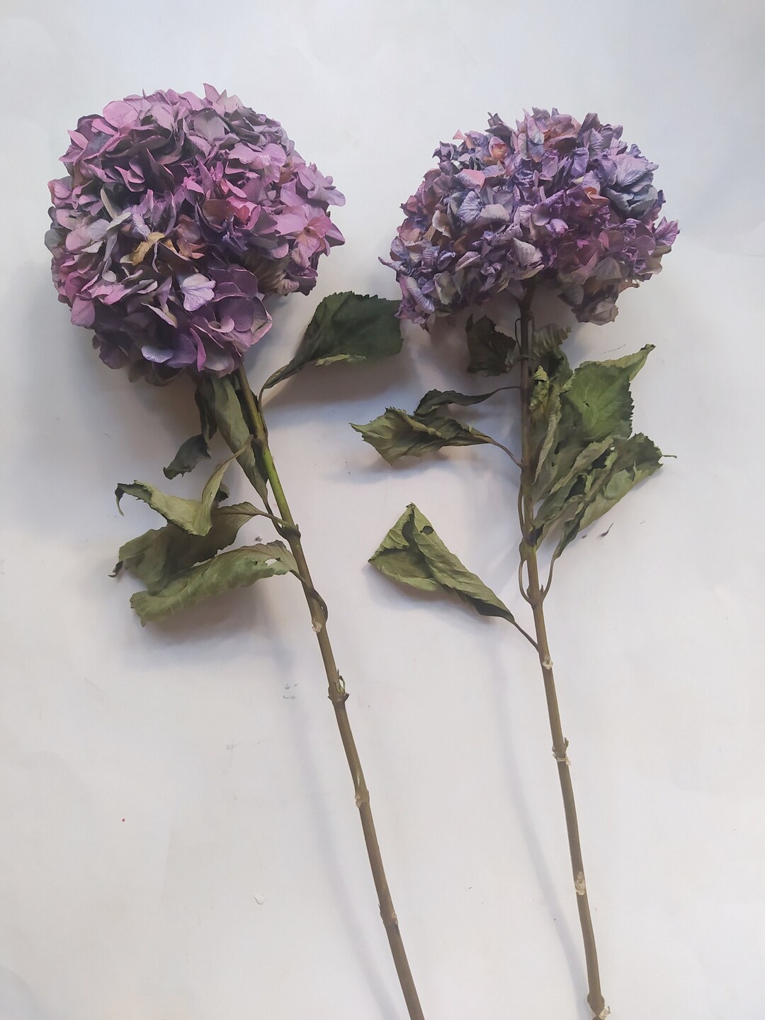 Dried Lilac Hydrangea Microphylla Color Enhanced Wedding - Etsy