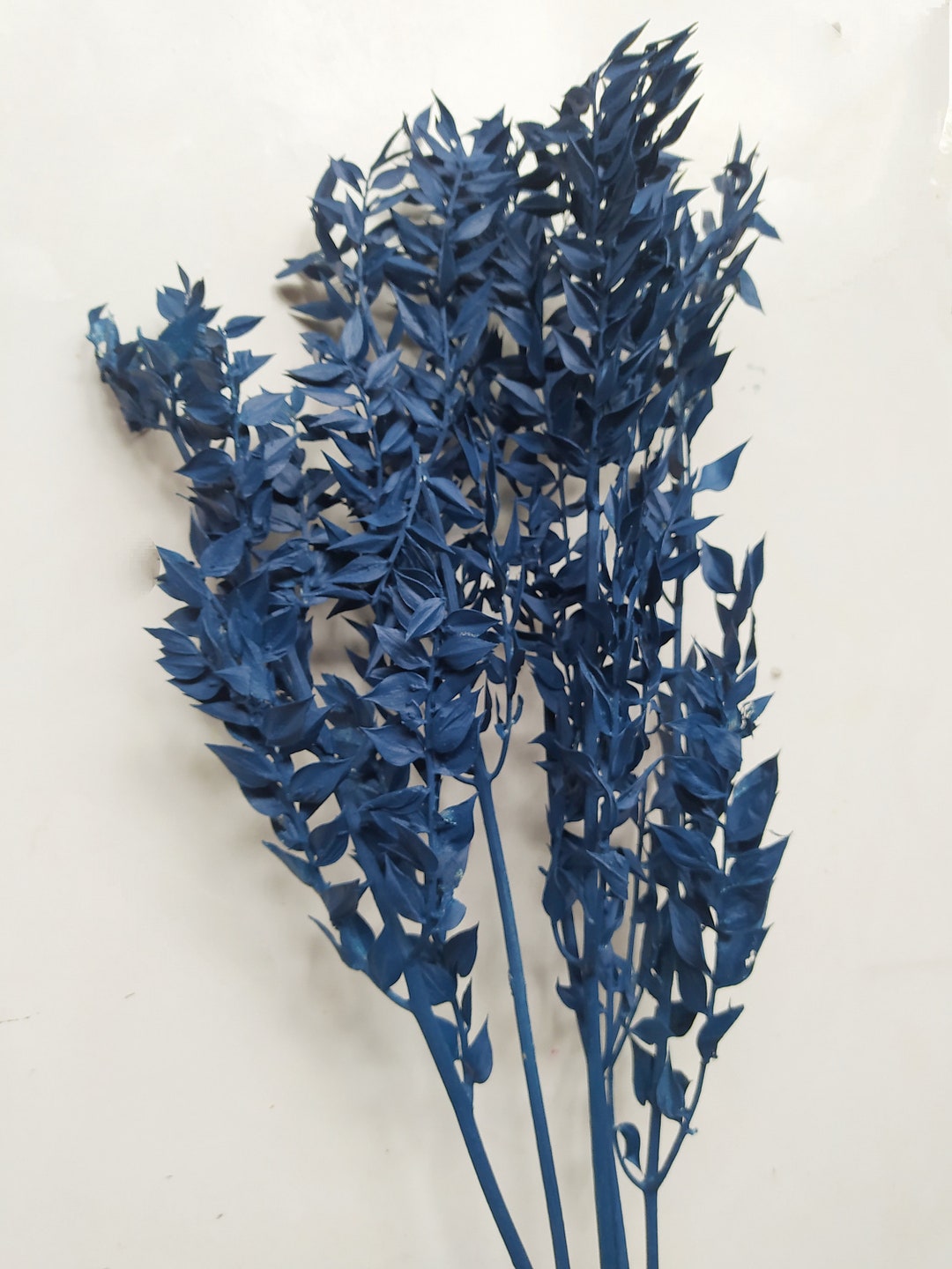 FANTASTIC! Preserved CLASSIC BLUE Italian Ruscus Bunch - Wedding ...