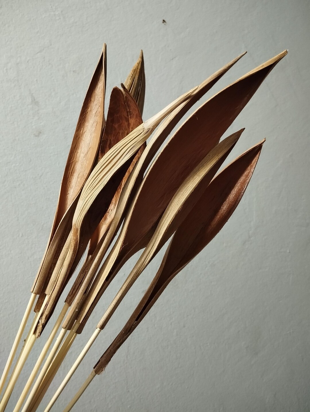 10 X Dried Palm Paddles Stemmed - Natural Color - Exotic Decoration ...